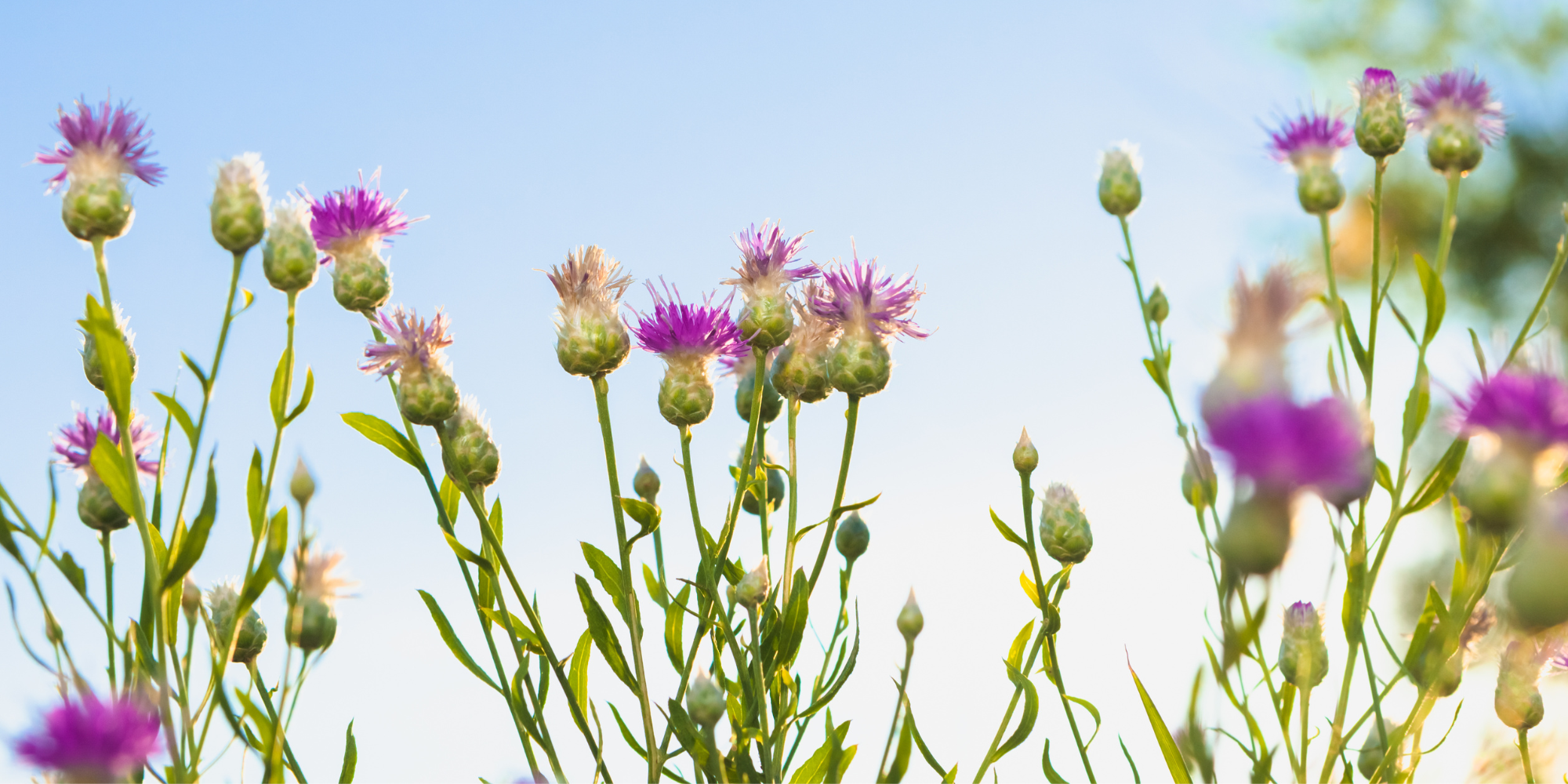 Street Outreach in Tennessee: Thistle Farms' Impact - Thistle Farms