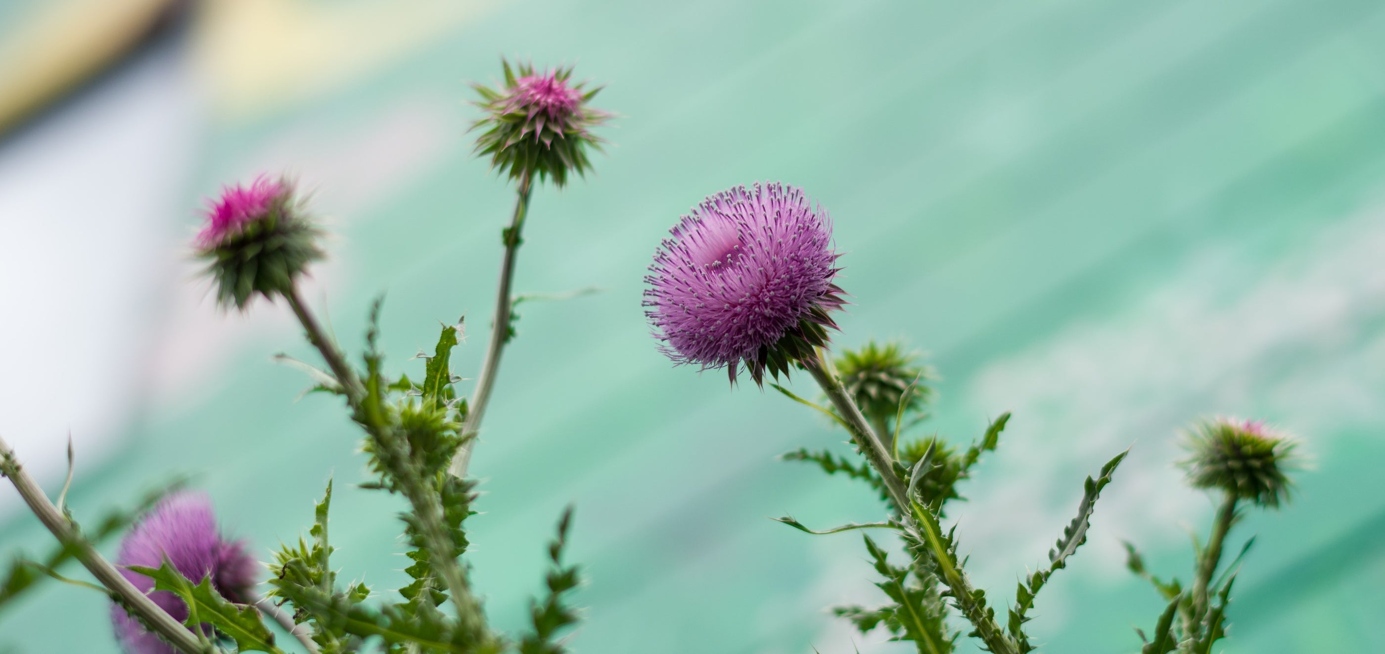 Our Mission - Thistle Farms